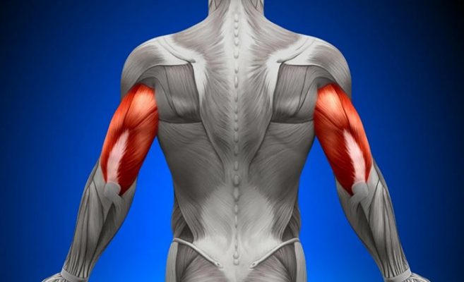 Triceps. Where is located, photo, muscle anatomy, exercises, training ...